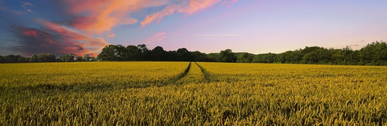 Acclima Digital True TDR-315H Soil Moisture Sensor (SDI-12) Data Sheet